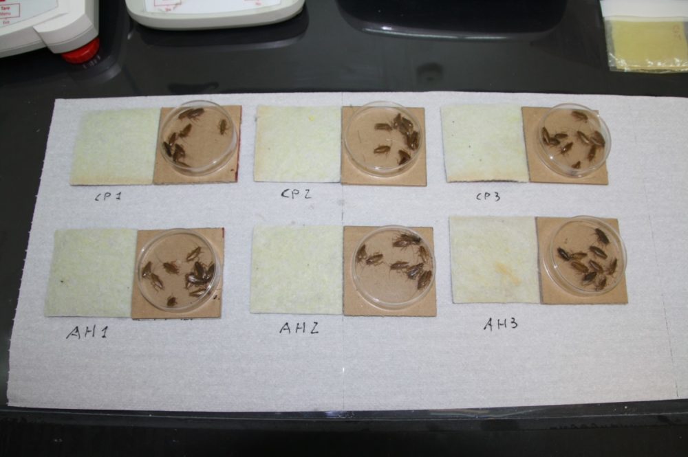 Choice test – Entomology Testing Laboratory